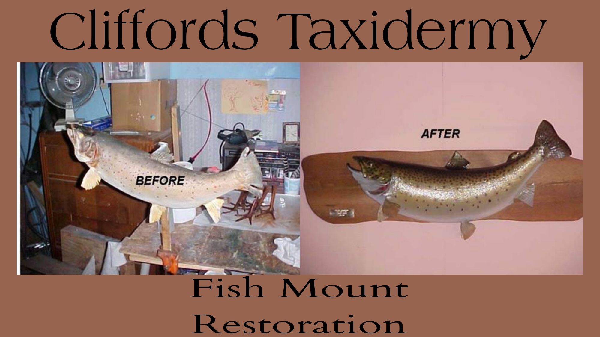 Fish Mount Restoration - Cliffords Taxidermy