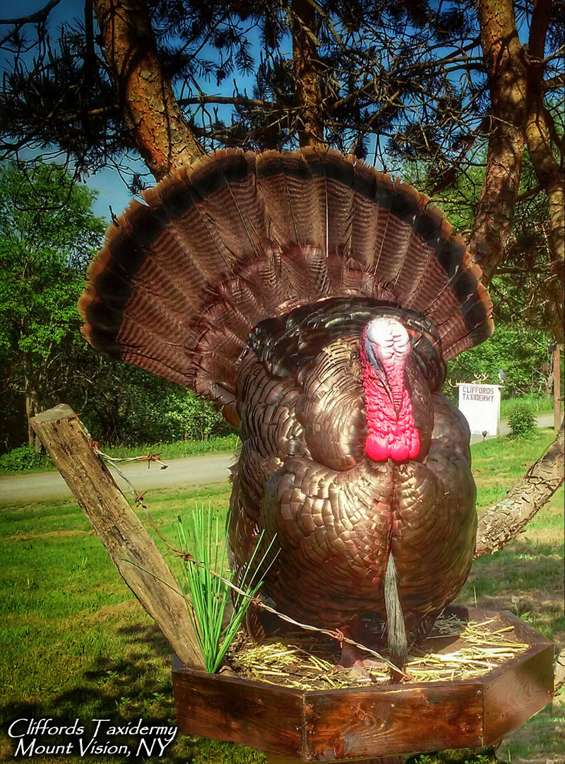 Turkey Taxidermy - Cliffords Taxidermy